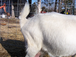 Krazo Acres: A watched goat butt....