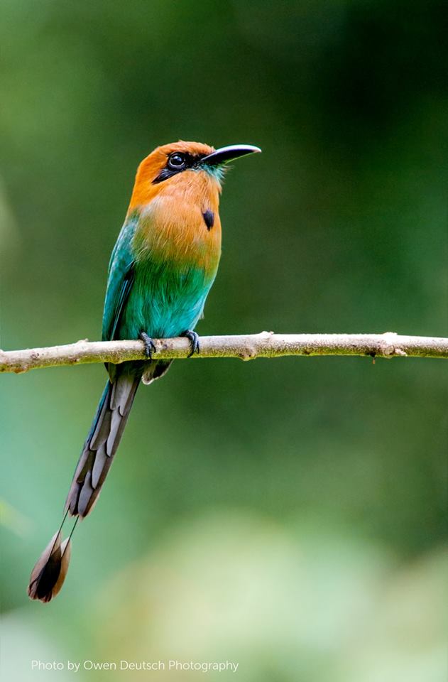 Most Beautiful - Afuni's Knowledge Hub