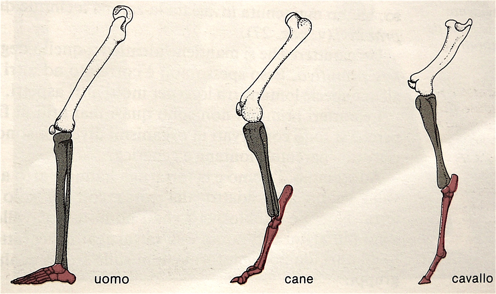 la breda in rete: 2018
