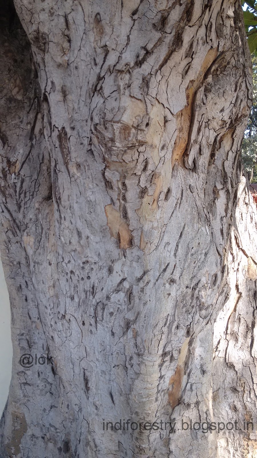 INDIAN FORESTRY: Cluster Fig Tree or Indian Fig Tree or Goolar (Ficus ...