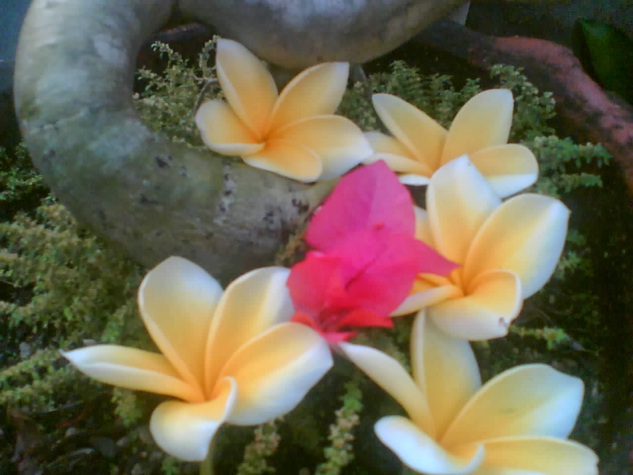 Bunga Jepun Bali (special flower from Bali) - Nak Nusa Blog