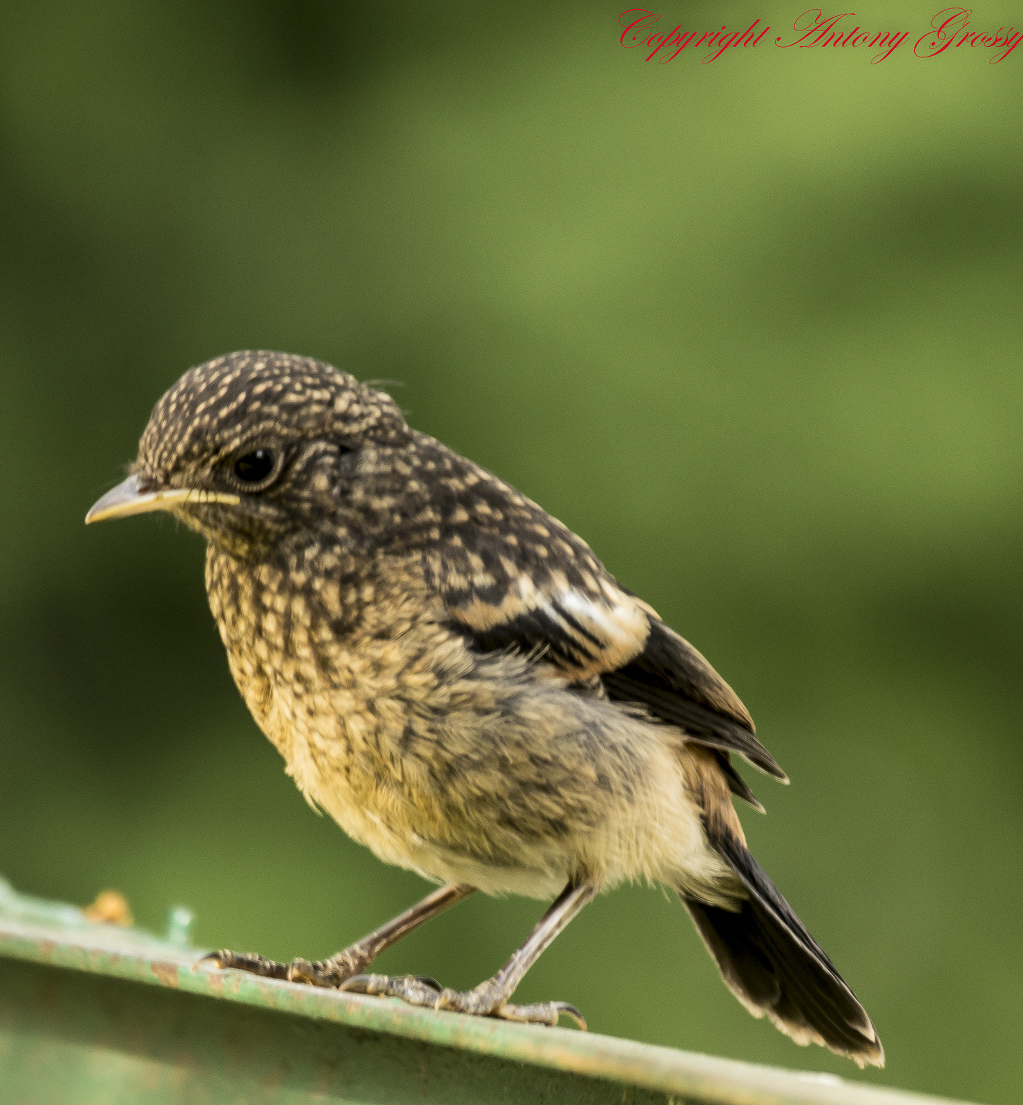 Burung Decu - Pied Bush Chat (Saxicola caprata) - Ryan Maigan Birds