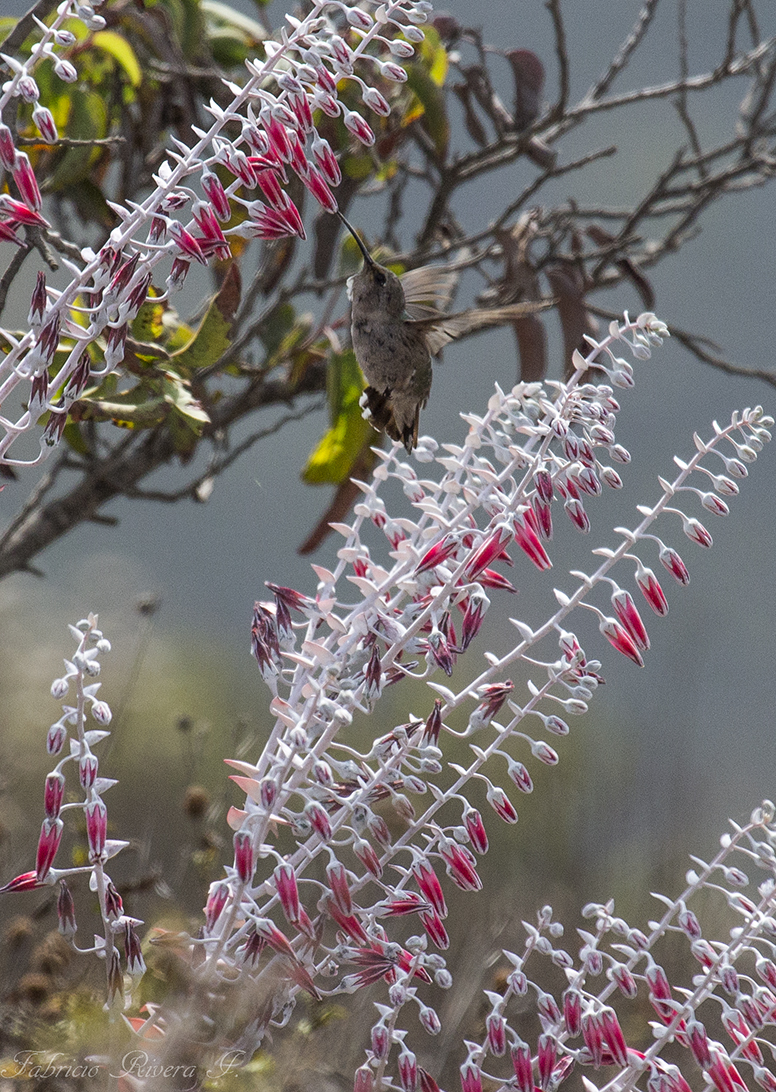 Flora de Baja California: RANCHO FREMONTIA JARDÍN BOTÁNICO