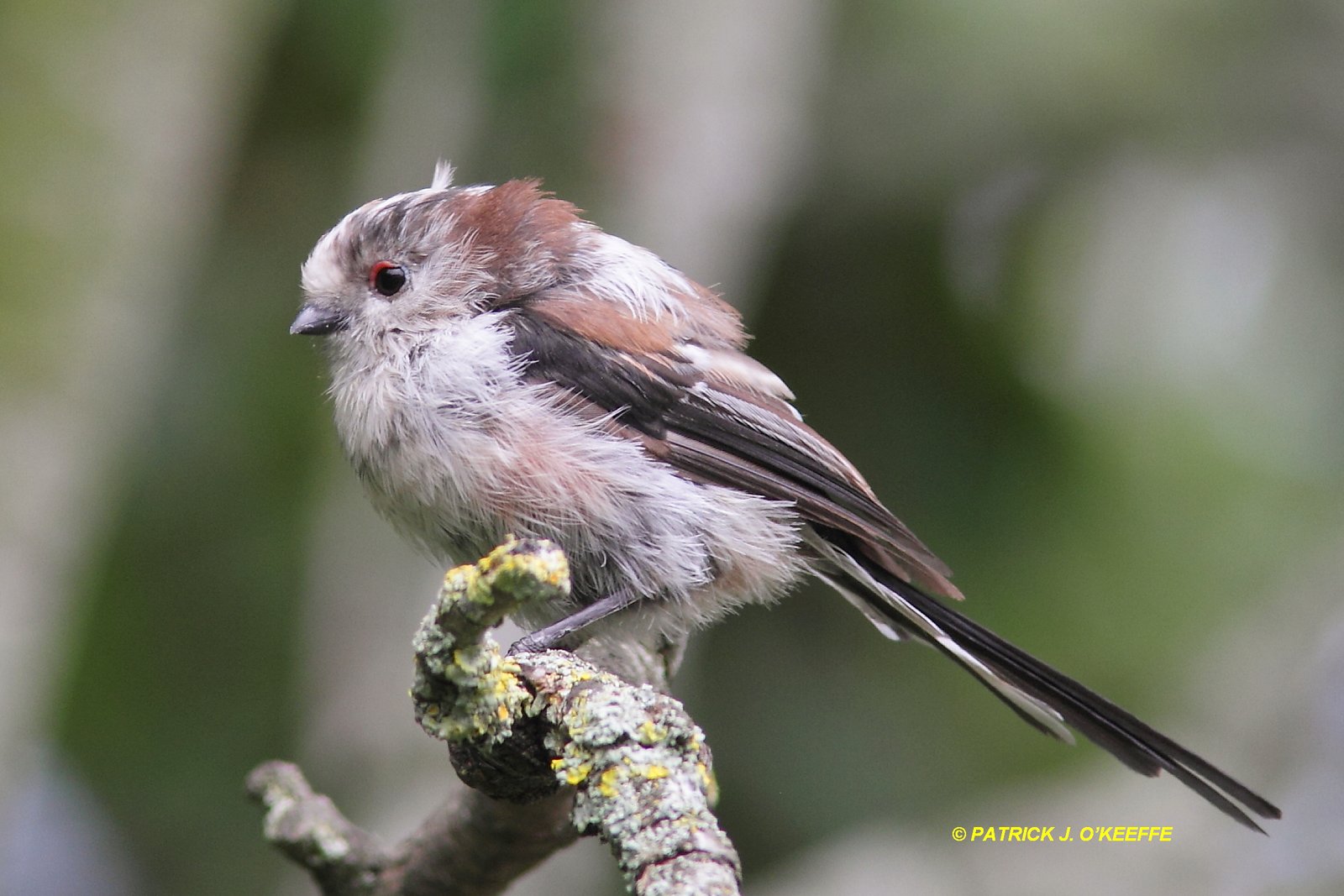 Raw Birds: LONG TAILED TIT Aegithalos caudatus Broadmeadow Estuary ...