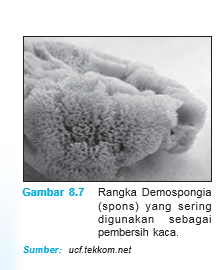 Bahan penyusun kerangka atau spikula pada Porifera - Our Akuntansi