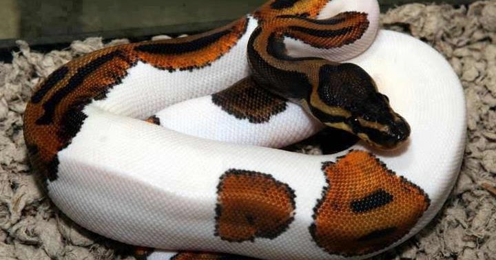 Amazing world: Beautiful and wonderful species of snakes from around ...