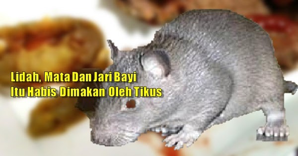Bayi Perempuan Maut DiMakan Hidup-hidup Oleh Tikus - Media Sensasi