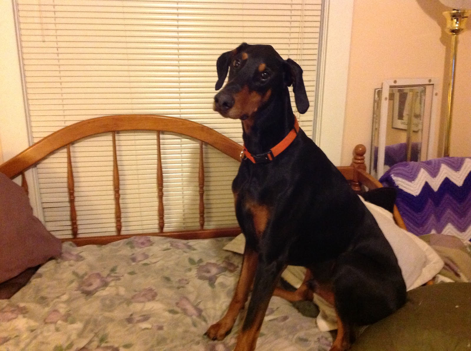 Is there Dobermans available that are not listed on the website ...