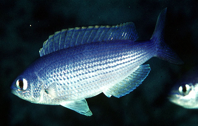 Artes de Pesca: ACTINOPTERYGII.