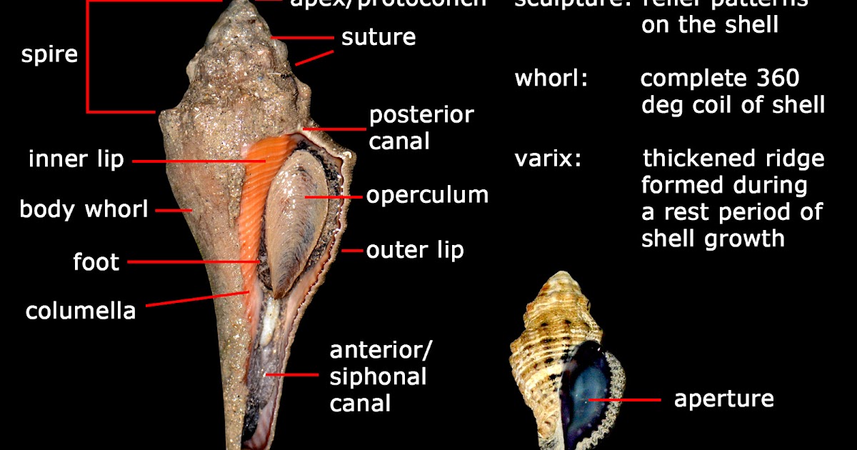 tHE tiDE cHAsER: Marine Snails of Singapore