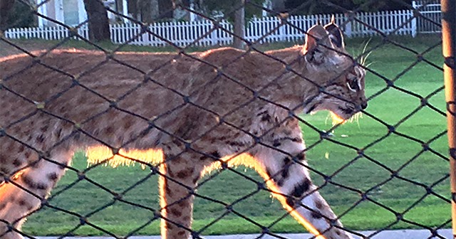 Wildlife Emergency Services blog: Tame bobcat found in Hollister
