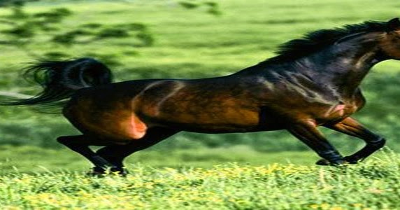 SEJARAH OLAHRAGA KUDA DI INDONESIA dan DUNIA >> KAROSERI KENKA