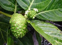 manfaat semua tanaman