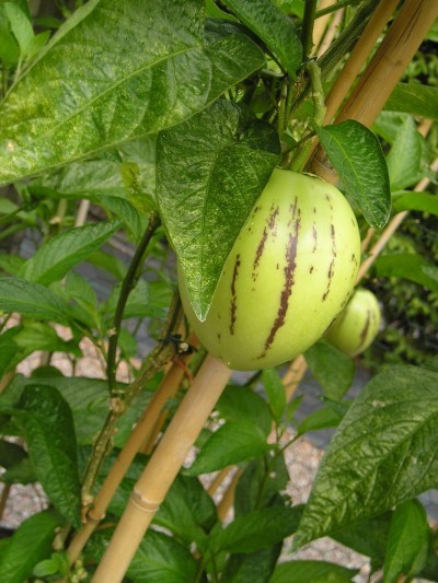 Agriculture: pepino cultivation