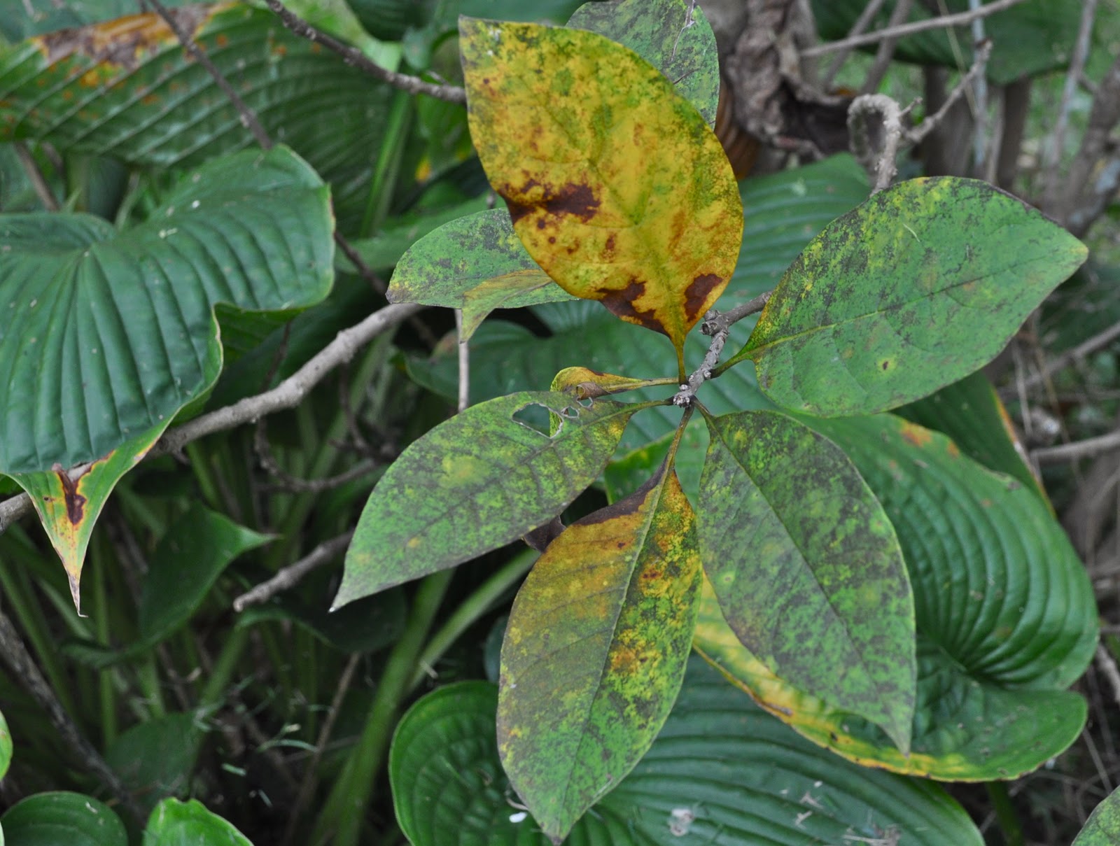 Wit's End: Biostitution and Marginal Leaf Burn - towards A New Vocabulary