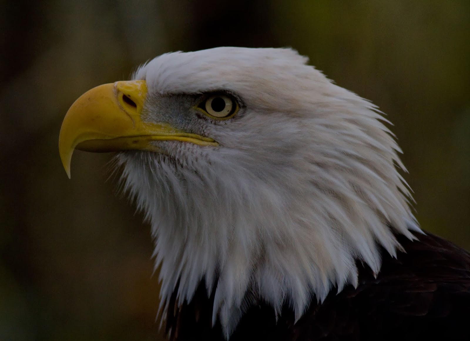 Pets, photography and life in general