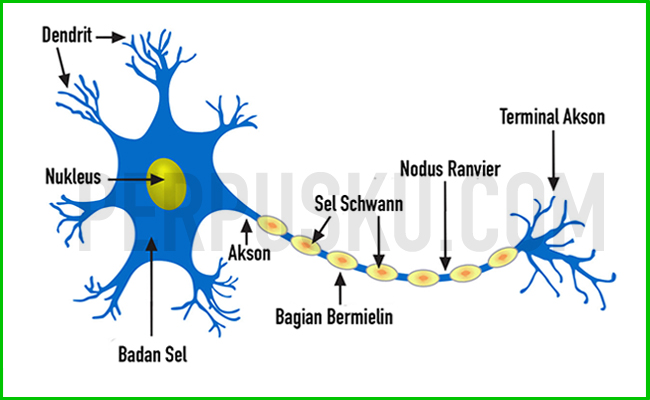 Jaringan Saraf (Nervous Tissue)