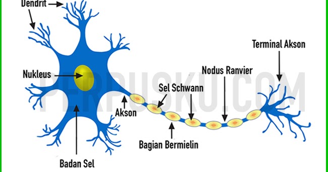 Jaringan Saraf (Nervous Tissue)
