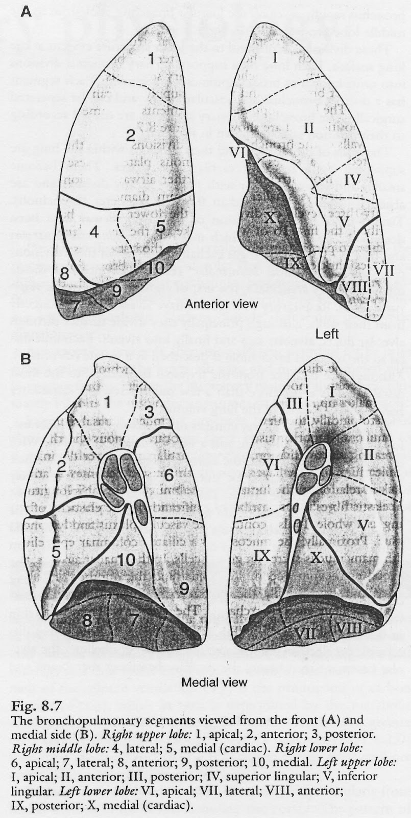 sikkahoder: JALAN NAFAS : STUKTUR DAN ANATOMI PADA PEMASANGAN ...
