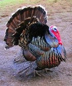 A Fulbright Year in Romania, 2008-2009