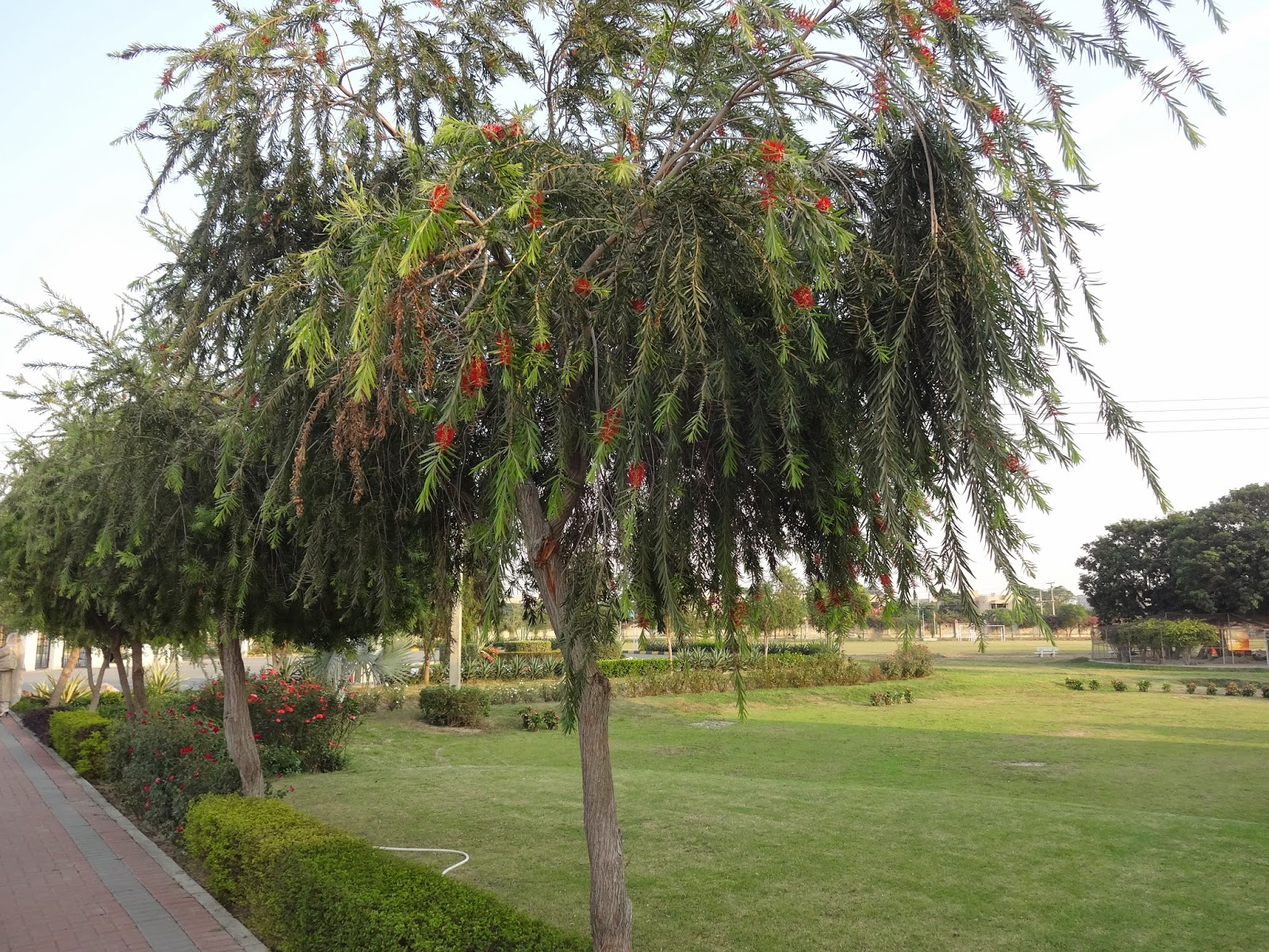 Plants of Lahore: Bottlebrush- Callistemon lanceolatus- Red brushes to ...