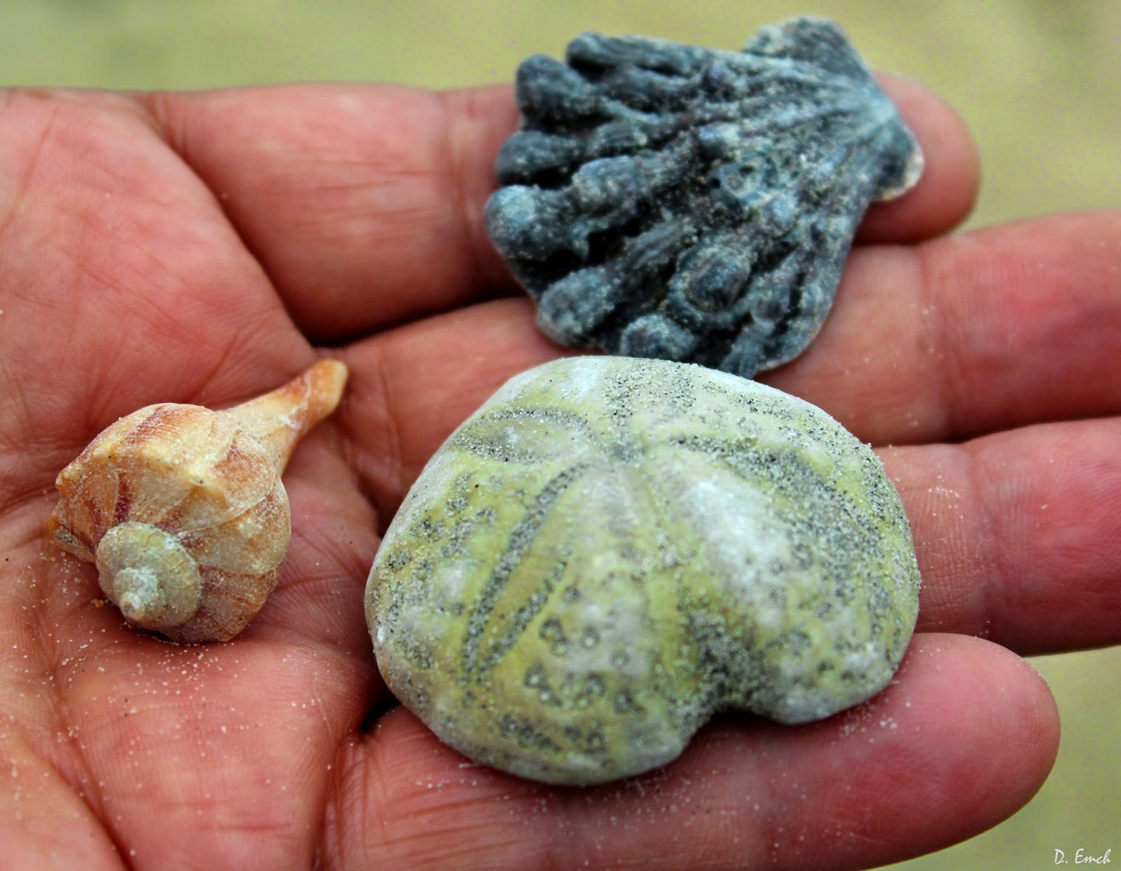 Capture America Journal: NC North Topsail Beach, Topsail Island, Beach ...