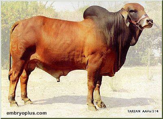 Ilmu & Pelajaran: Ternak Sapi Potong