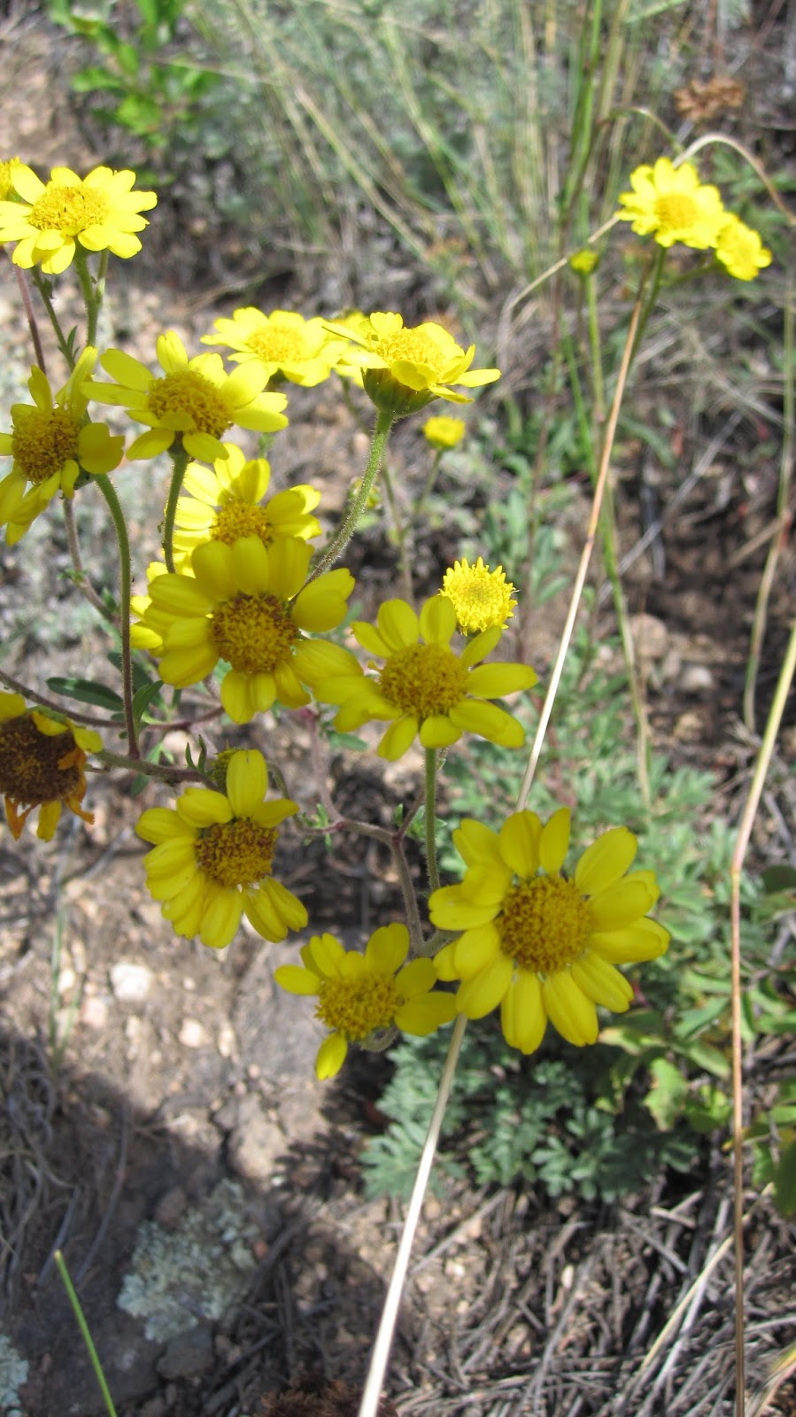 Innie Me: Colorado Wildflowers - Yellow