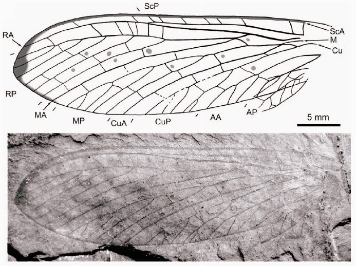 Variety of Life: Diaphanopterodea