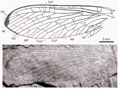 Variety of Life: Diaphanopterodea