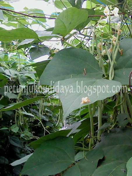 Foto Budidaya | Cara Budidayaku