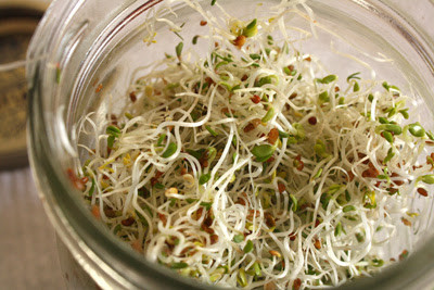 The Parsimonious Princess: Gardening Without Soil: How to Grow Sprouts ...