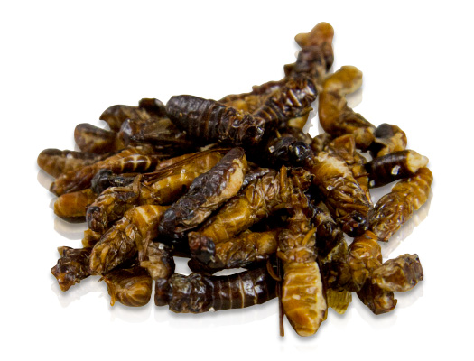 Lists of the Bizarre, Intriguing, and Informative: 10 Incredible Edible ...