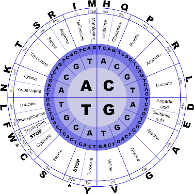 The Whole Protein Story - Amino Acids