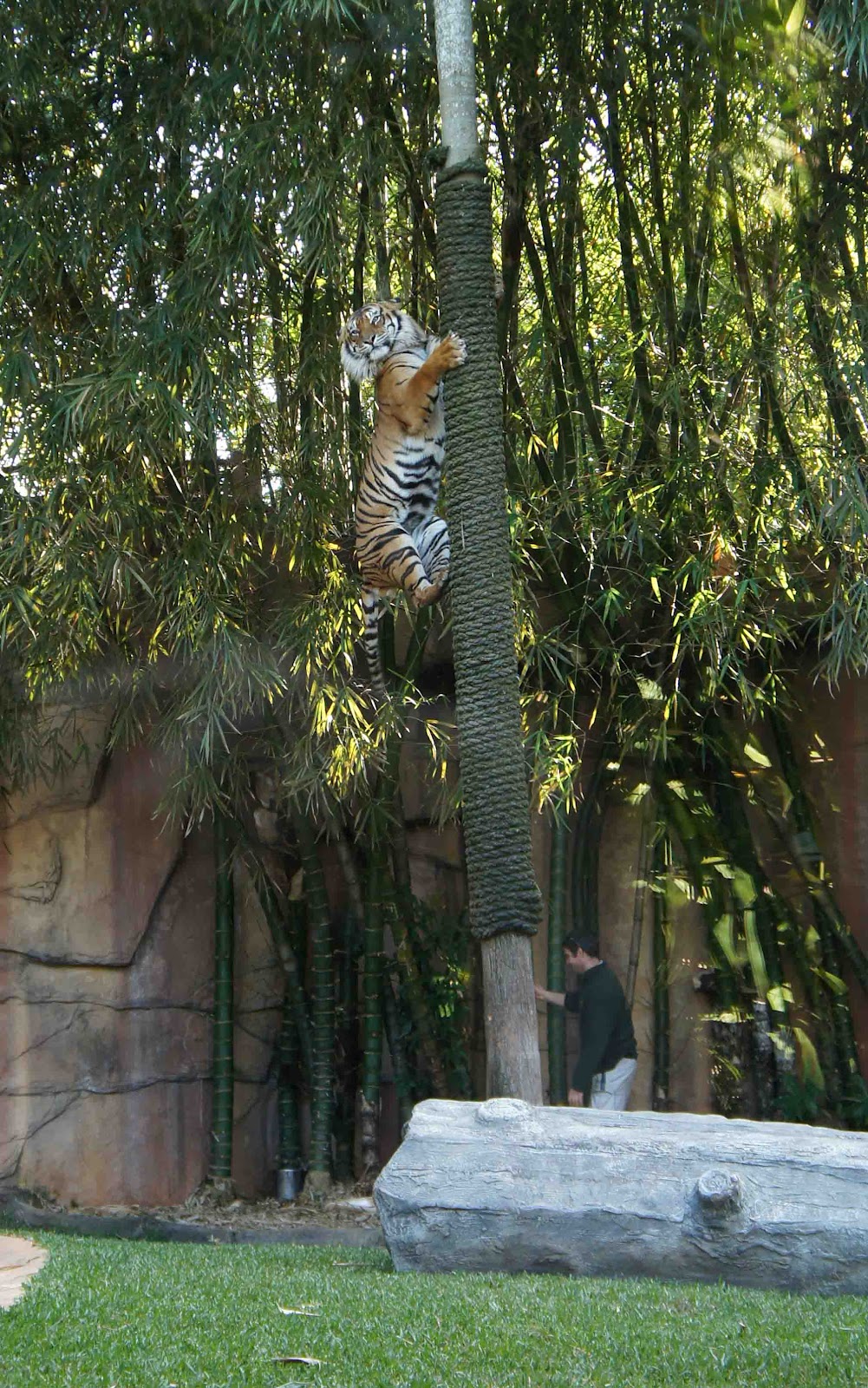 Johnsons Around Oz 2012: Day 61 Brisbane (Australia Zoo)