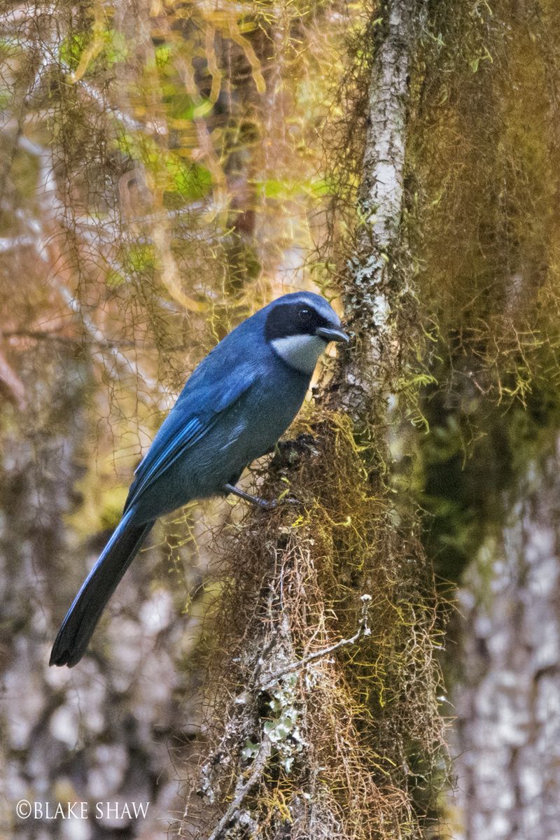 Chara enana (Cyanolyca nana)