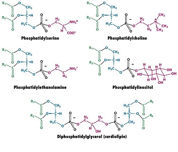 Phosphatidyl Serine Fat Burning Hormones