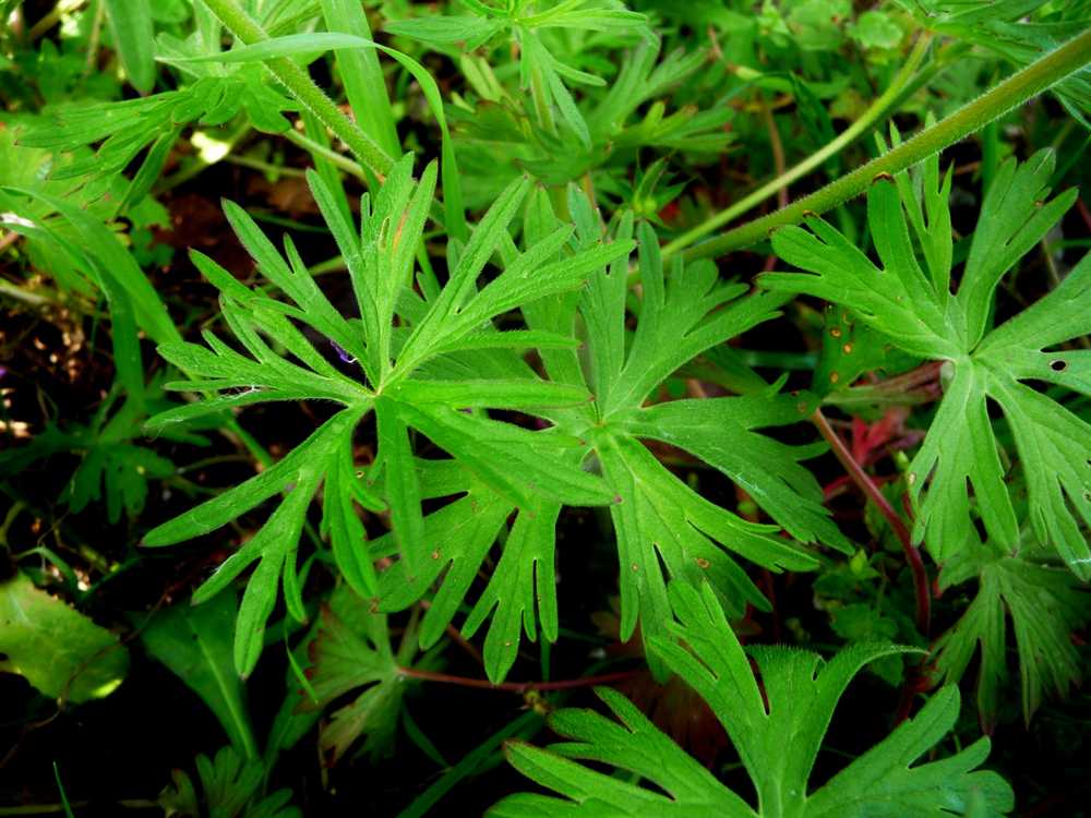 r o b i n 's y a r d: Geranium dissectum