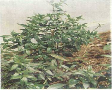 KAMPUS FARMASI: ANDROGRAPHIS PANICULATA Ness