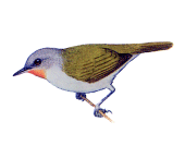 Laberinto en extinción: Anteojitos golirrojo (Madanga ruficollis)