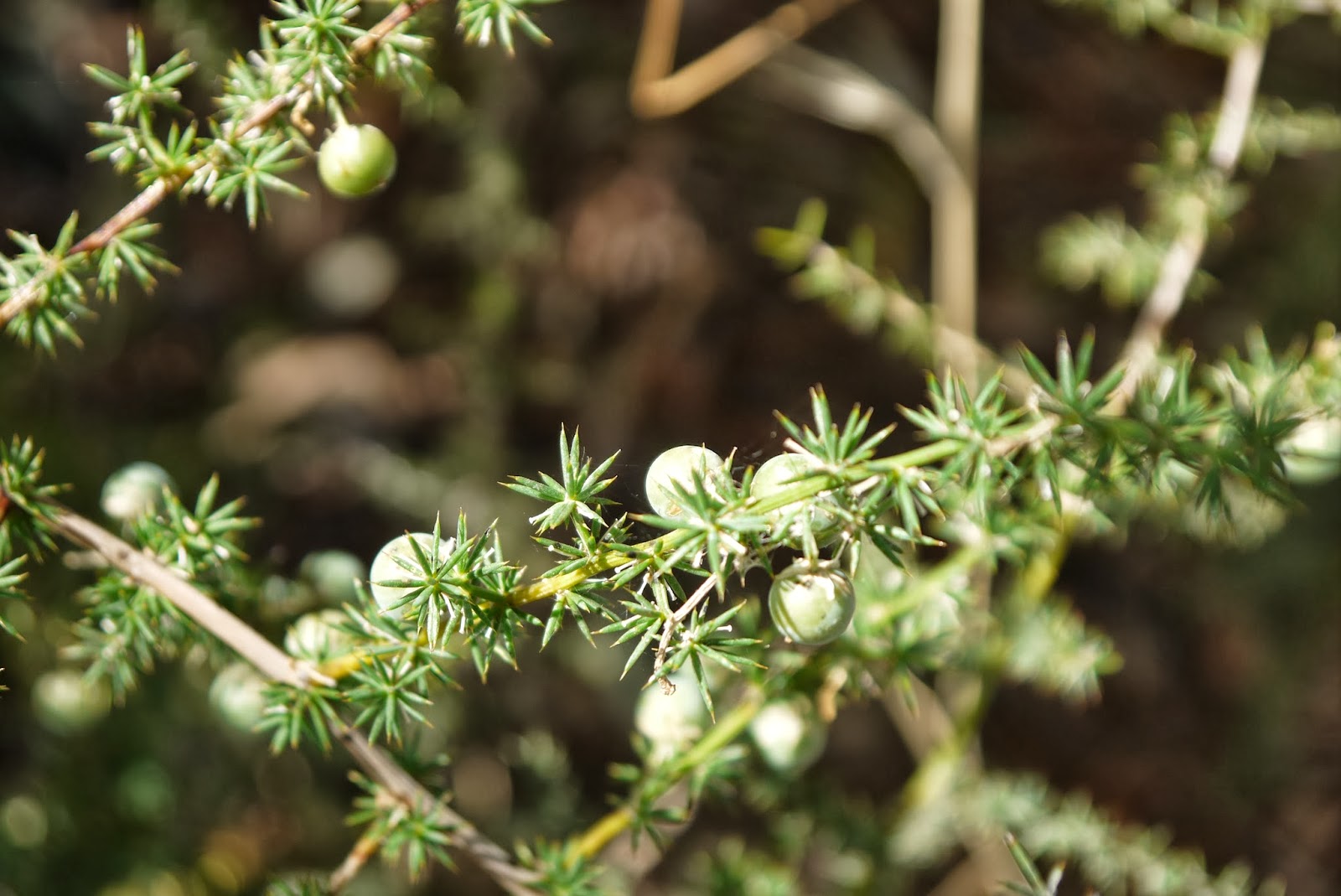 el jardin arvense: Asparagus acutifolius