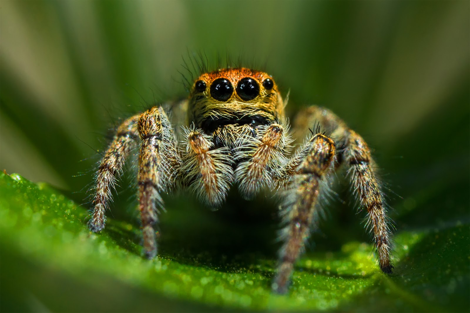 Greylock Animal Facts Blog: Chelicerates