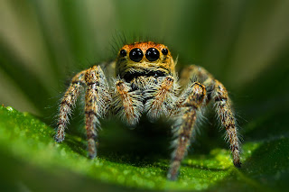 Greylock Animal Facts Blog: Chelicerates