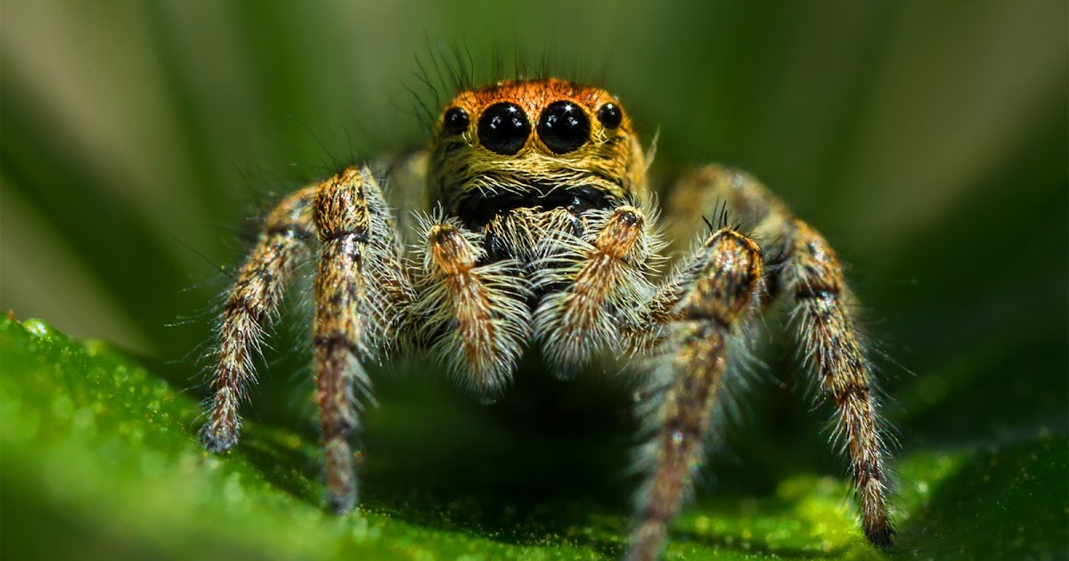 Greylock Animal Facts Blog: Chelicerates