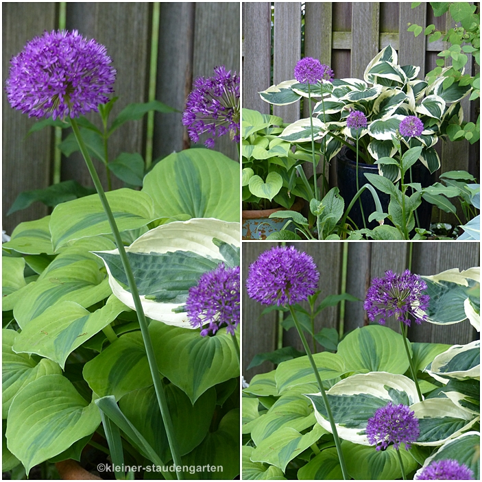 kleiner-staudengarten: Mairegen bringt Segen...