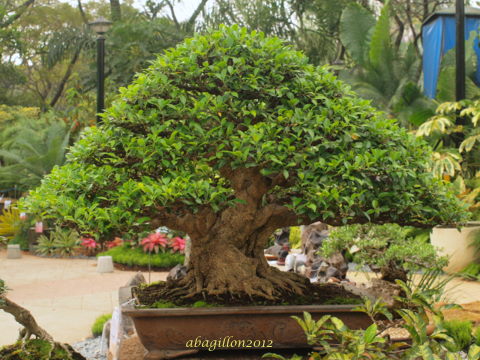 Andrea's Plants, Photos and Travels: Bonsai at the Garden Show 2012