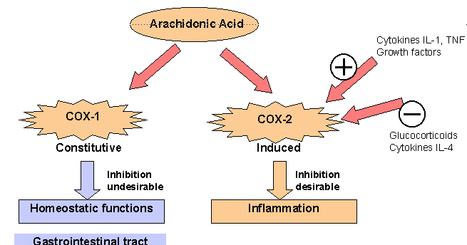 Flash Pharma: COX-2 INHIBITORS IN HUMAN CANCER PREVENTION