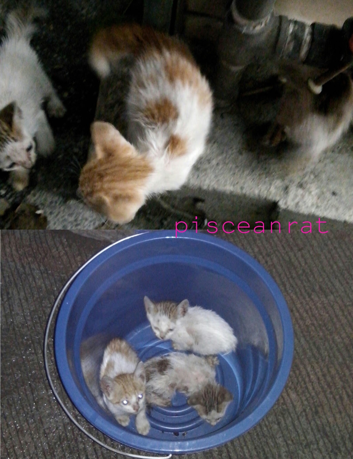 Animal Rescue in the Philippines