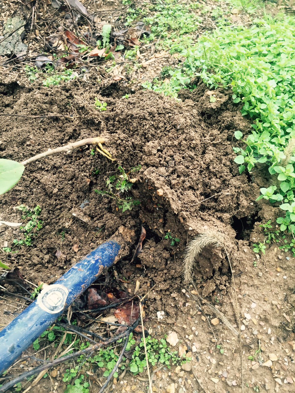 Caribbean Spirituality and Understanding in the Diaspora: Conuco ...