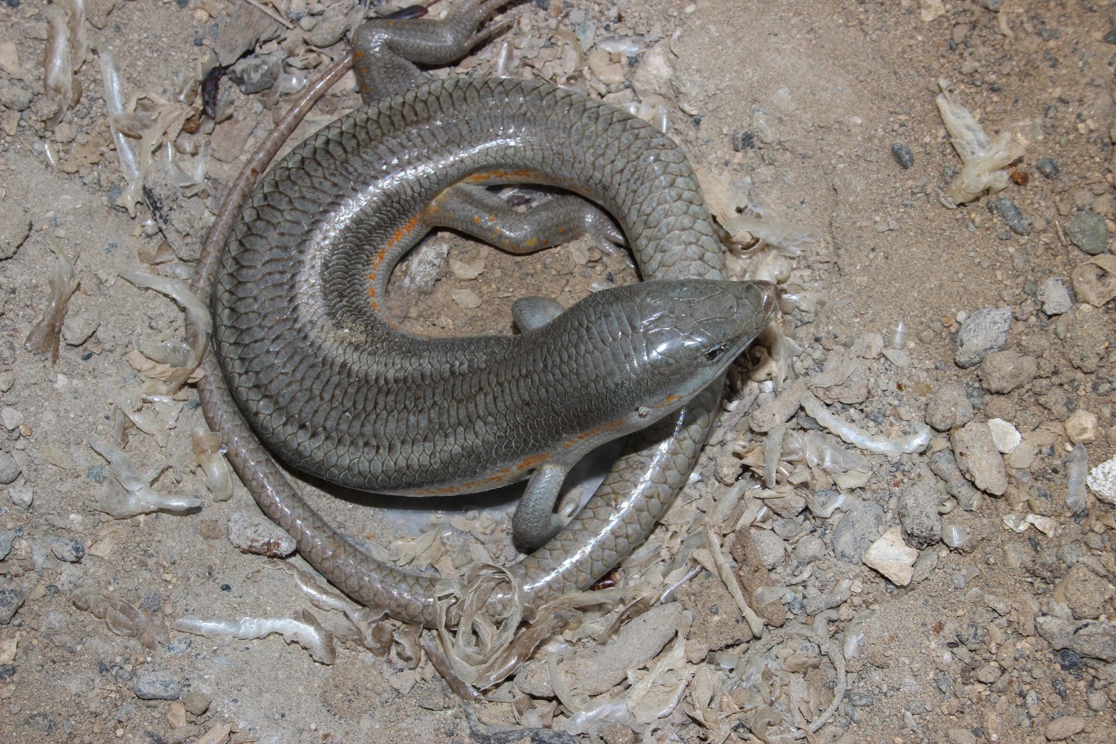 Hemorrhois Nummifer Coin Snake Cyprus